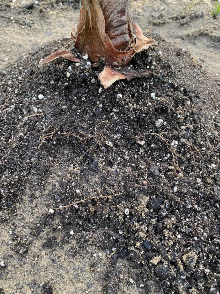 Washingtonia mounding - DISCUSSING PALM TREES WORLDWIDE - PalmTalk