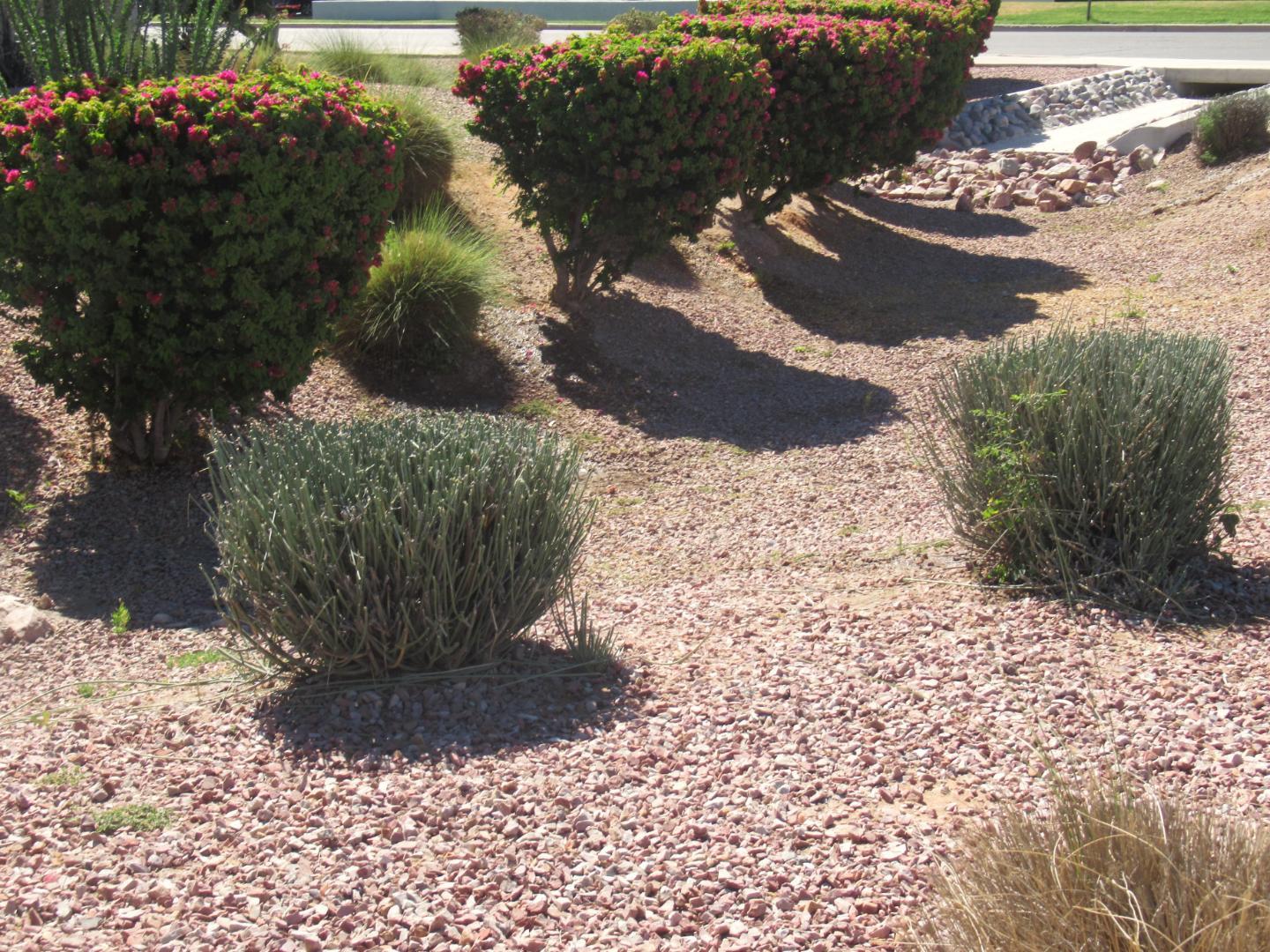 Landscape Maintenance Failures... The Awful Commercial Landscapes ...