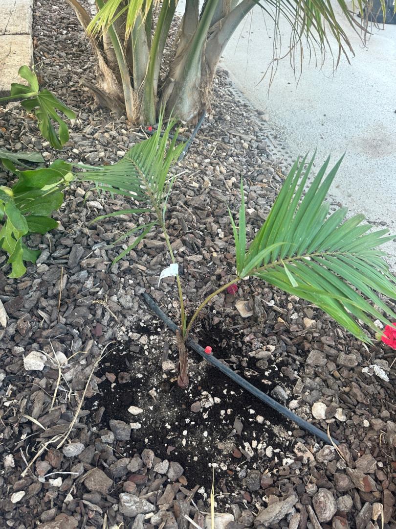 Planting new palms in Mediterranean climate (and a few garden pics ...