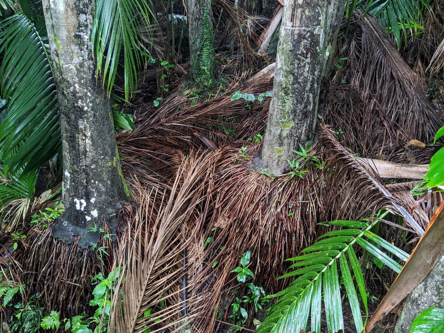 Yaeyama Islands - TRAVEL LOGS - PalmTalk