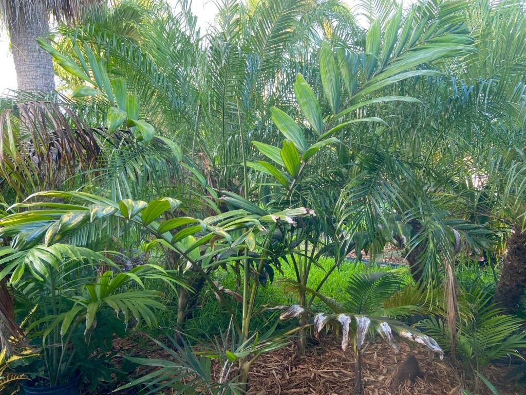 Chambeyronia Macrocarpa vs Hookeri sun tolerance? - DISCUSSING PALM ...