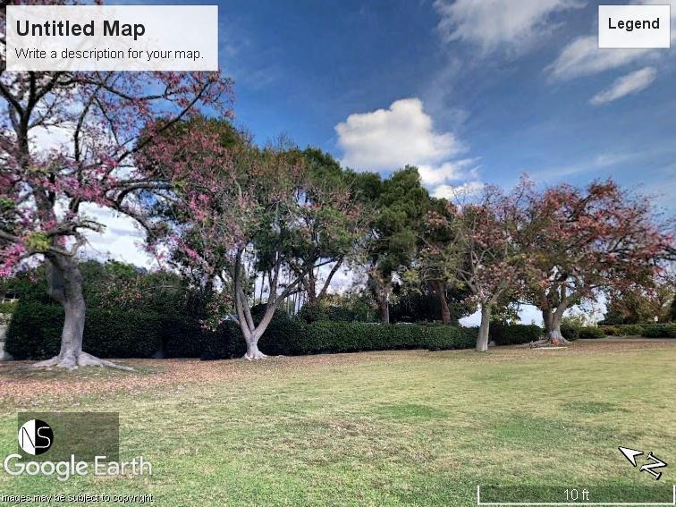 Kapok trees in Florida - TROPICAL LOOKING PLANTS - Other Than Palms ...
