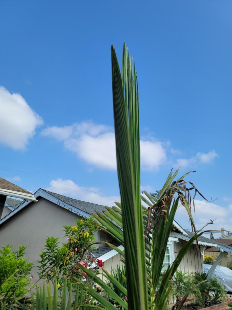 Damaged/slightly split spear on King Palm, will this affect anything ...