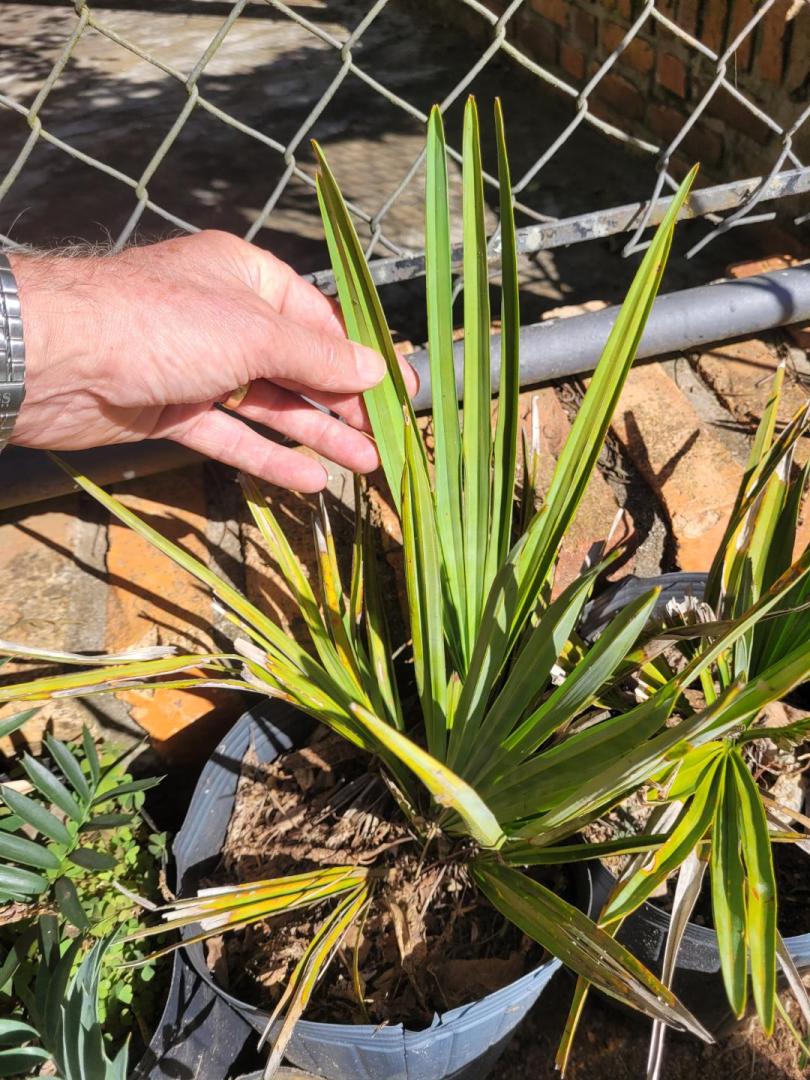 Copernicia rigida? - DISCUSSING PALM TREES WORLDWIDE - PalmTalk