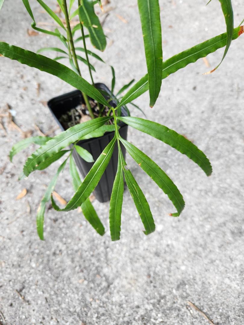 Newly Aquired Cycads - Post Yours - TROPICAL LOOKING PLANTS - Other ...