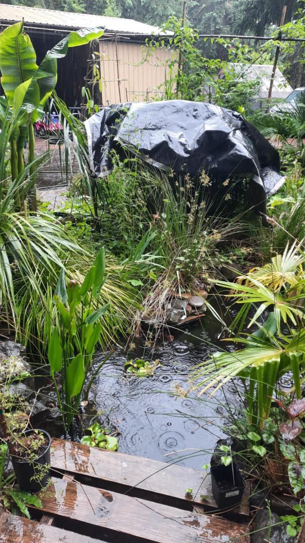 Latent Butia Damage - COLD HARDY PALMS - PalmTalk