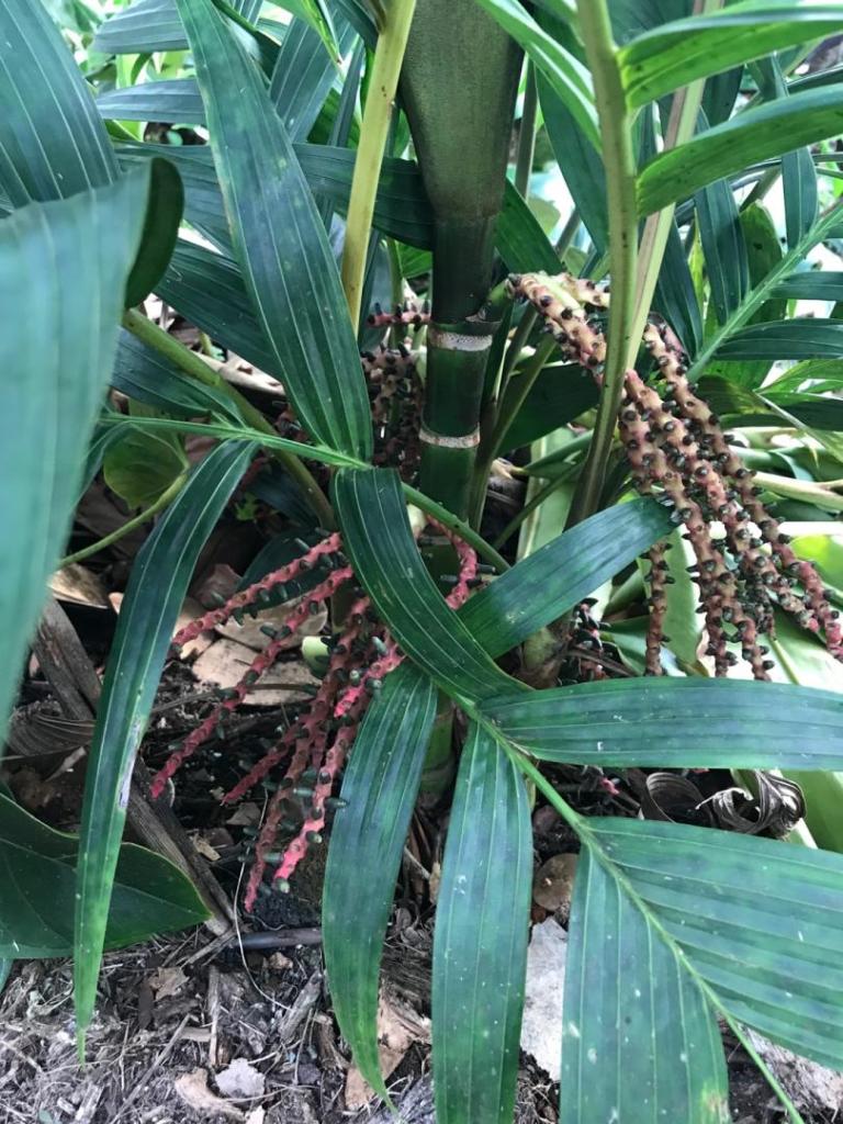 When to harvest Pinanga seed - DISCUSSING PALM TREES WORLDWIDE - PalmTalk
