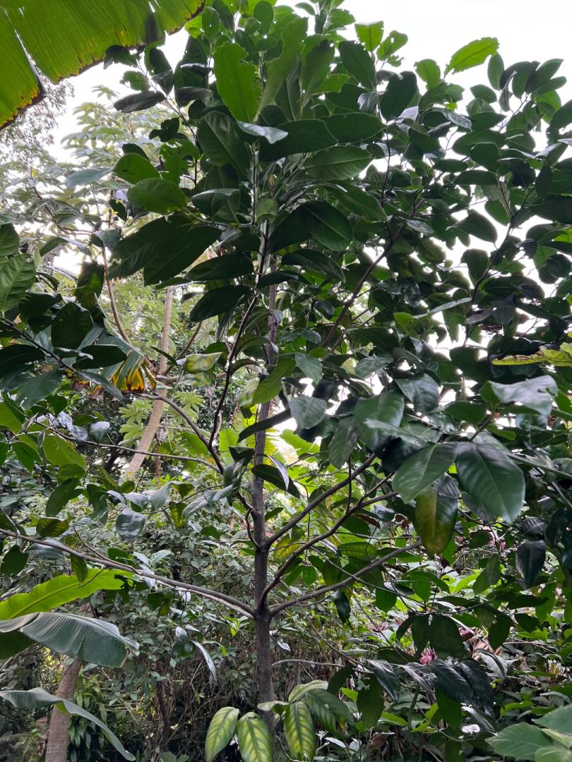 Chocolate Pudding tree and an unknown - TROPICAL LOOKING PLANTS - Other ...