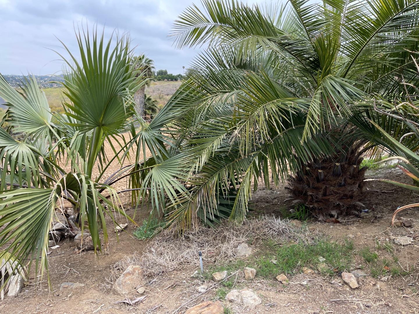 Sabal Id from flower - DISCUSSING PALM TREES WORLDWIDE - PalmTalk