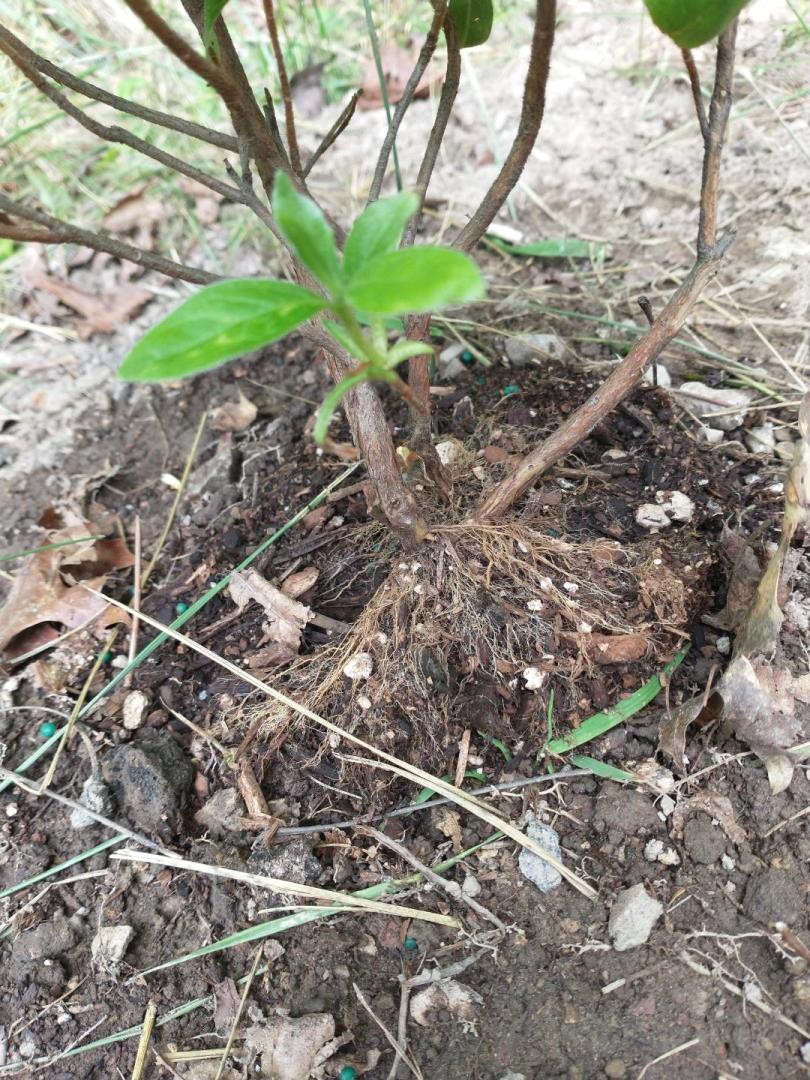 Where is the root flare on this azalea? - TROPICAL LOOKING PLANTS ...