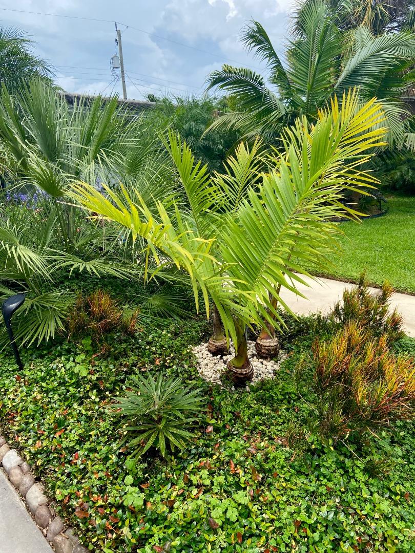 Gaussia princeps goes in. - DISCUSSING PALM TREES WORLDWIDE - PalmTalk