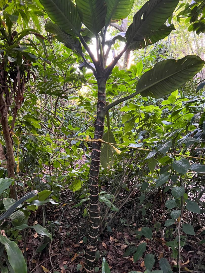 Chocolate Pudding tree and an unknown - TROPICAL LOOKING PLANTS - Other ...
