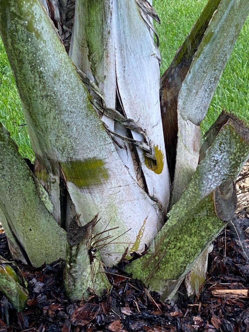 Grow baby grow! - DISCUSSING PALM TREES WORLDWIDE - PalmTalk