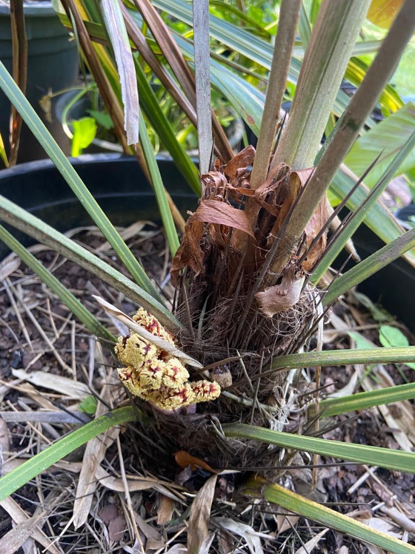 Is my needle palm male or female? - DISCUSSING PALM TREES WORLDWIDE ...