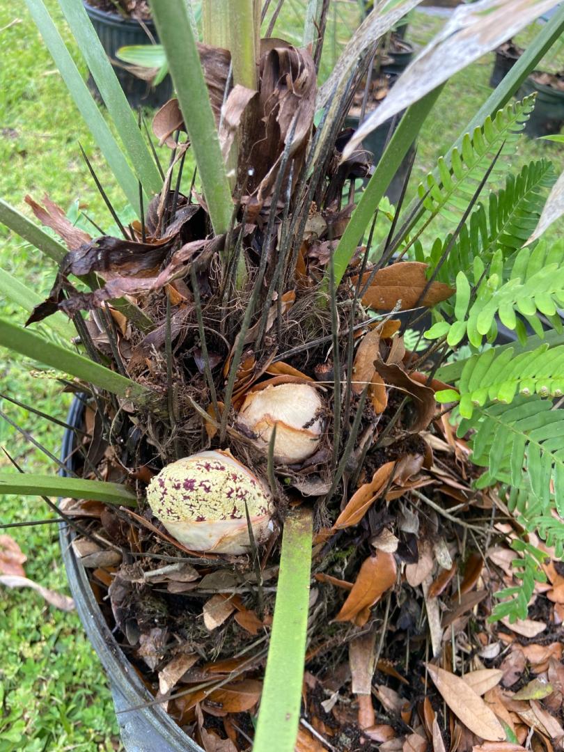 Is my needle palm male or female? - DISCUSSING PALM TREES WORLDWIDE ...