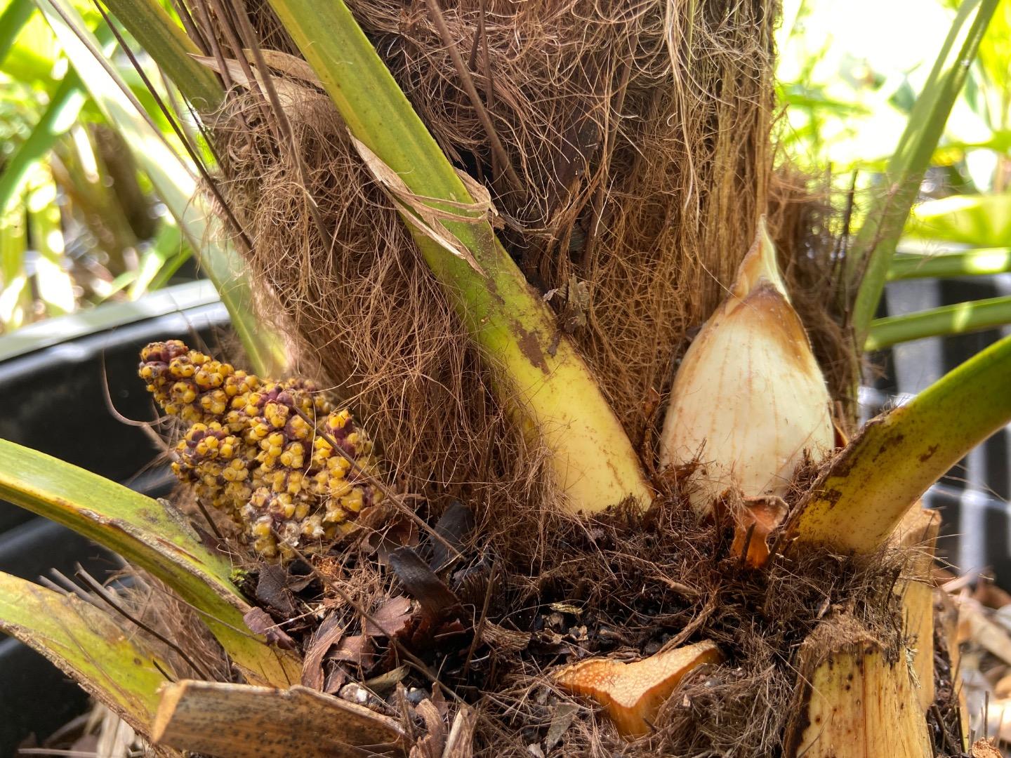 Is my needle palm male or female? - DISCUSSING PALM TREES WORLDWIDE ...