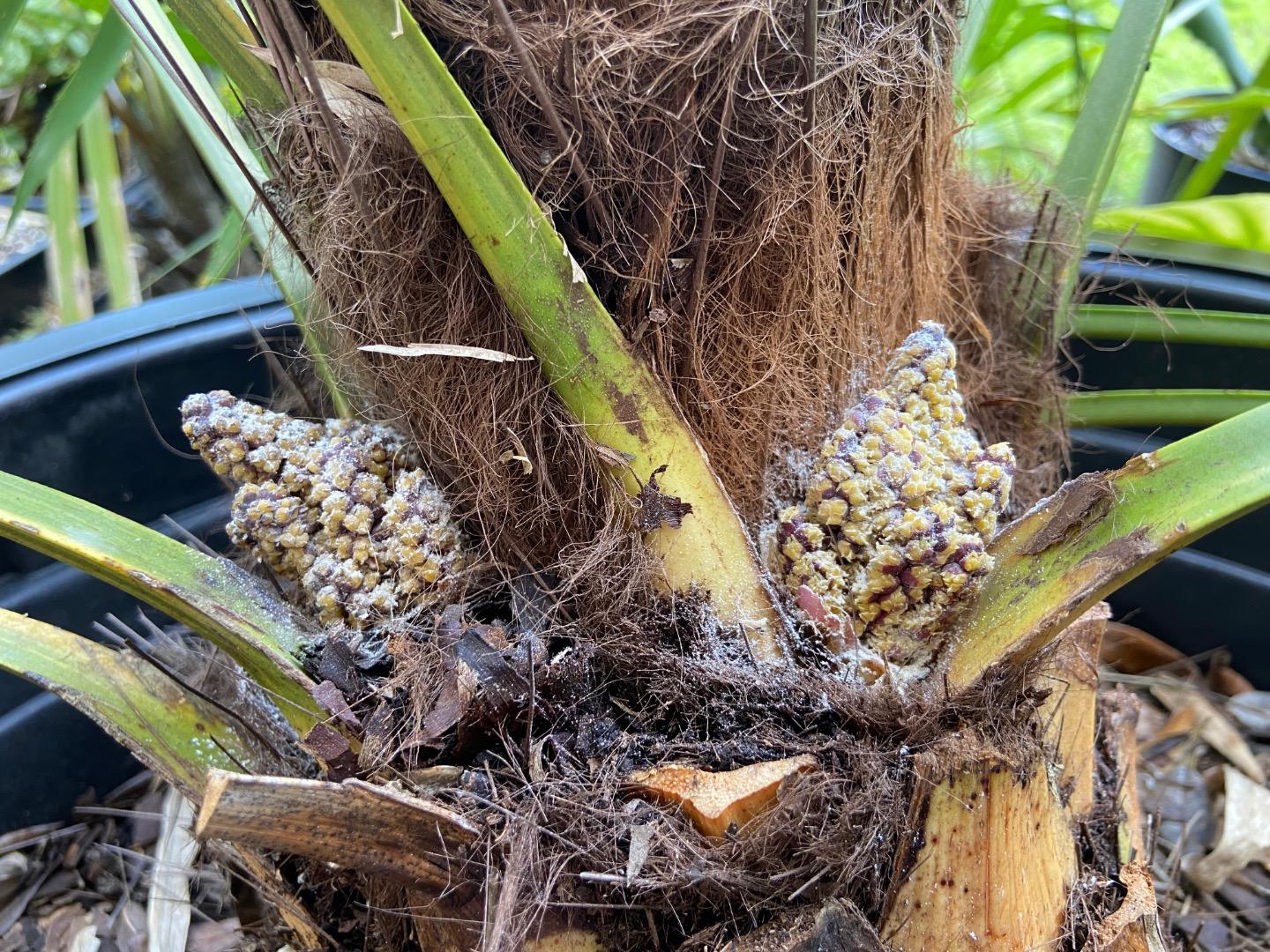 Is my needle palm male or female? - DISCUSSING PALM TREES WORLDWIDE ...