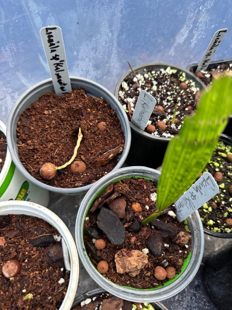 Journey of my Licuala sp. 'Kalimantan Mottled' - DISCUSSING PALM TREES ...