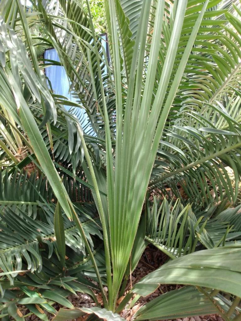 Copernicia rigida? - DISCUSSING PALM TREES WORLDWIDE - PalmTalk