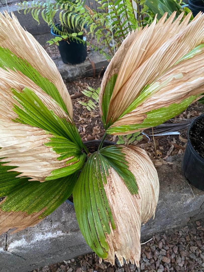 Licuala grandis - DISCUSSING PALM TREES WORLDWIDE - PalmTalk