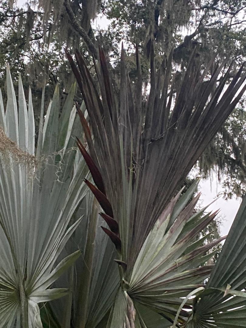 Bismarck fronds browning Sooty mold? - DISCUSSING PALM TREES WORLDWIDE - PalmTalk