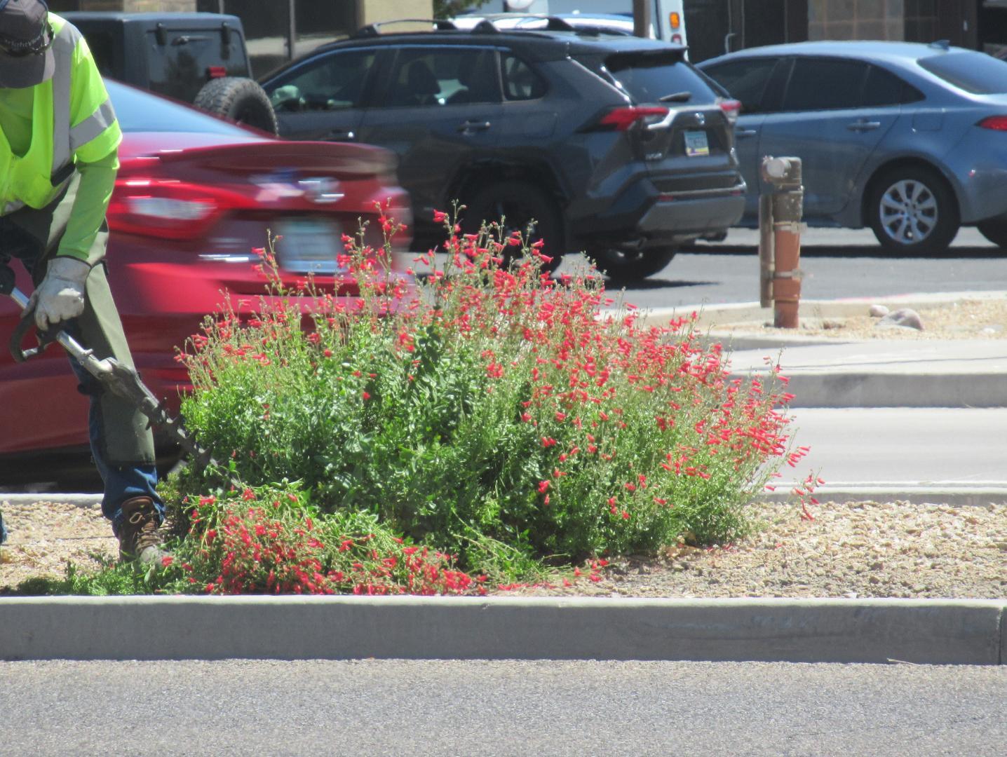 Landscape Maintenance Failures... The Awful Commercial Landscapes ...