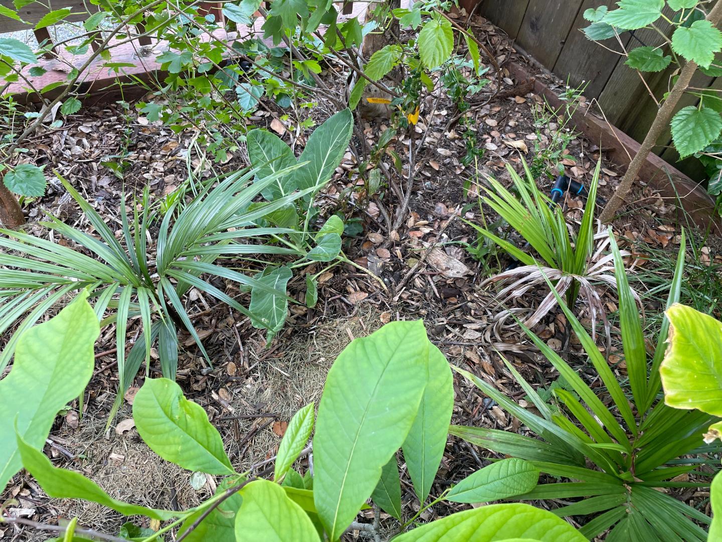 New additions to the back garden - DISCUSSING PALM TREES WORLDWIDE ...
