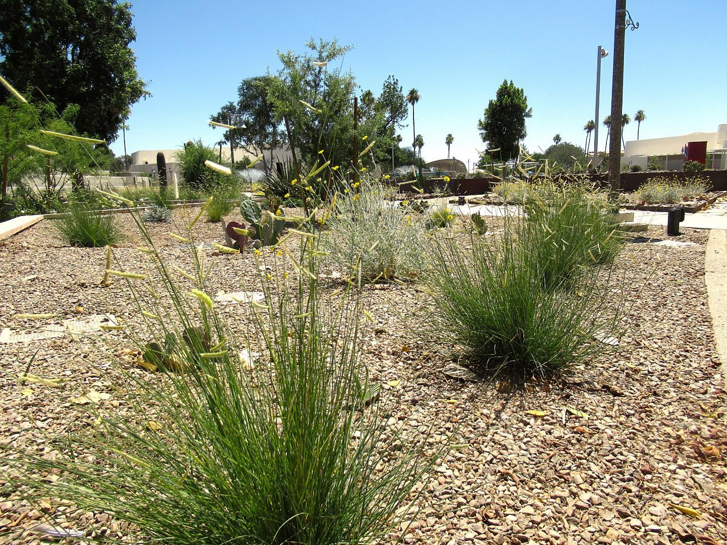 A Sunday Morning Stroll ...in Scottsdale - TROPICAL LOOKING PLANTS ...