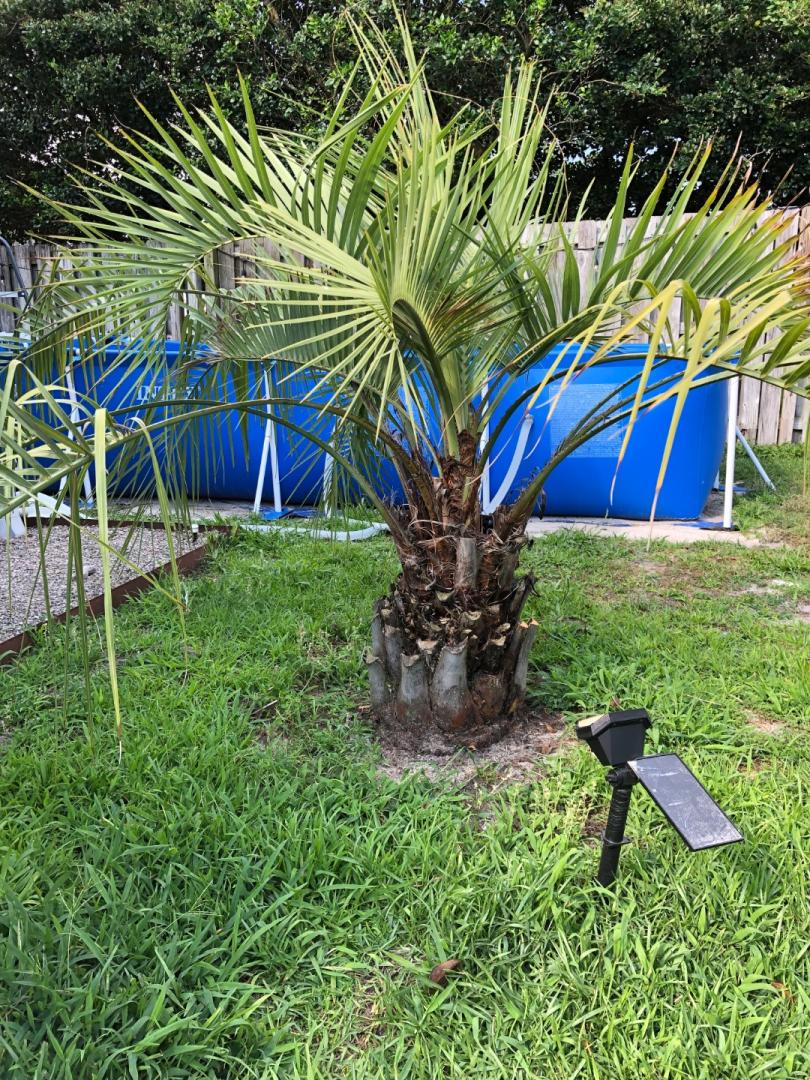 Strange find inside Pindo Palm - COLD HARDY PALMS - PalmTalk