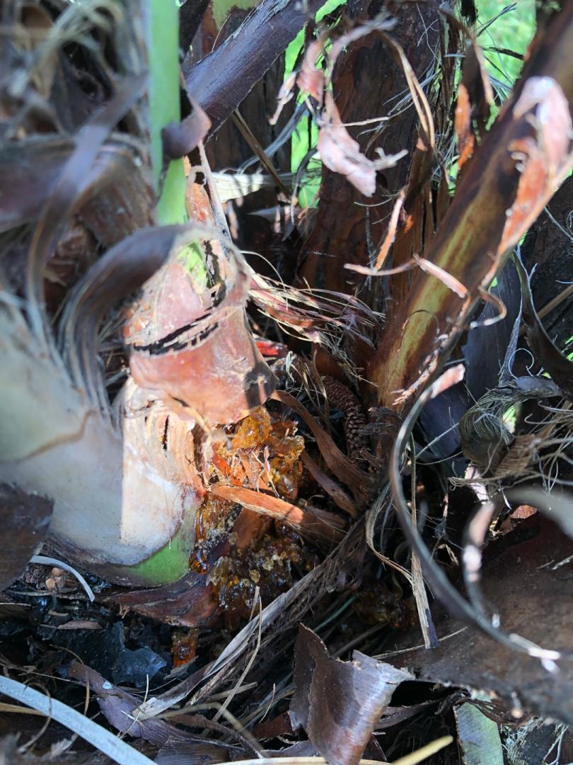 Strange find inside Pindo Palm - COLD HARDY PALMS - PalmTalk