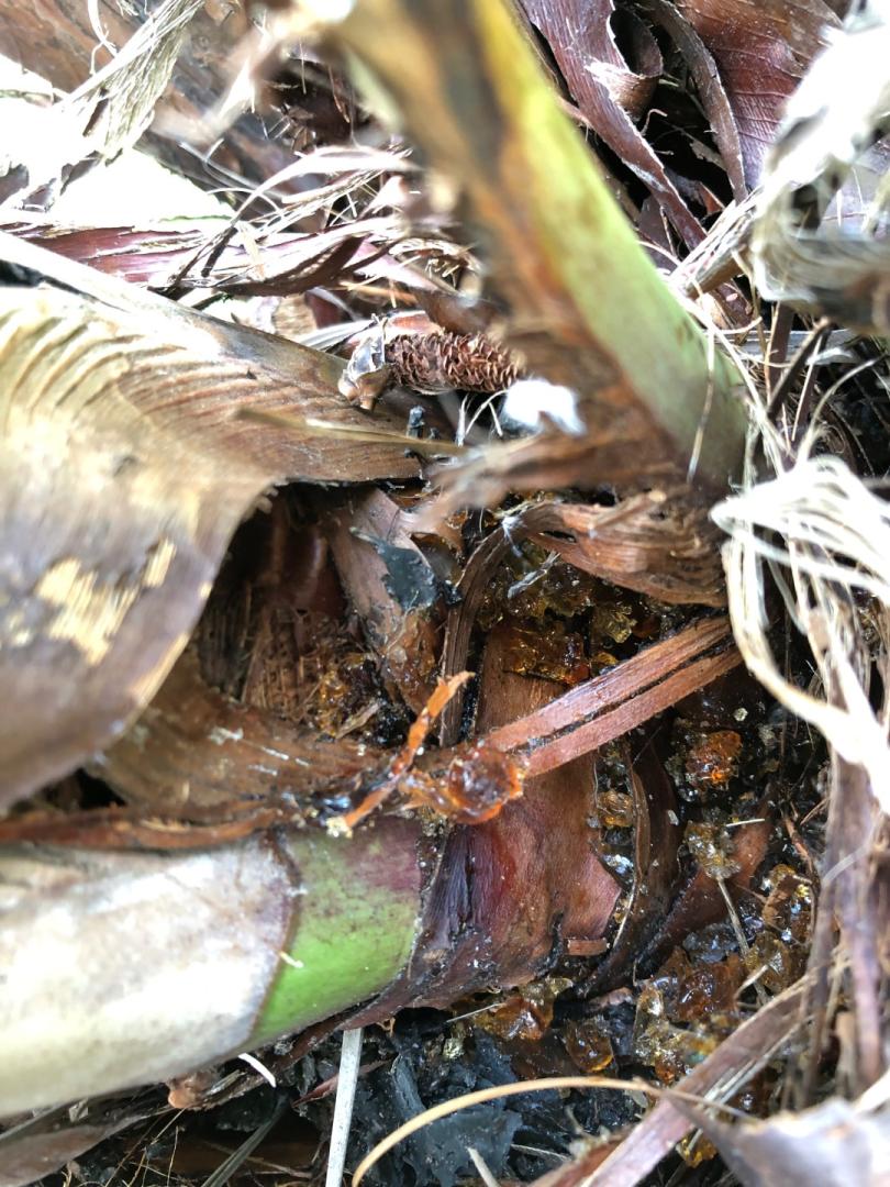 Strange find inside Pindo Palm - COLD HARDY PALMS - PalmTalk