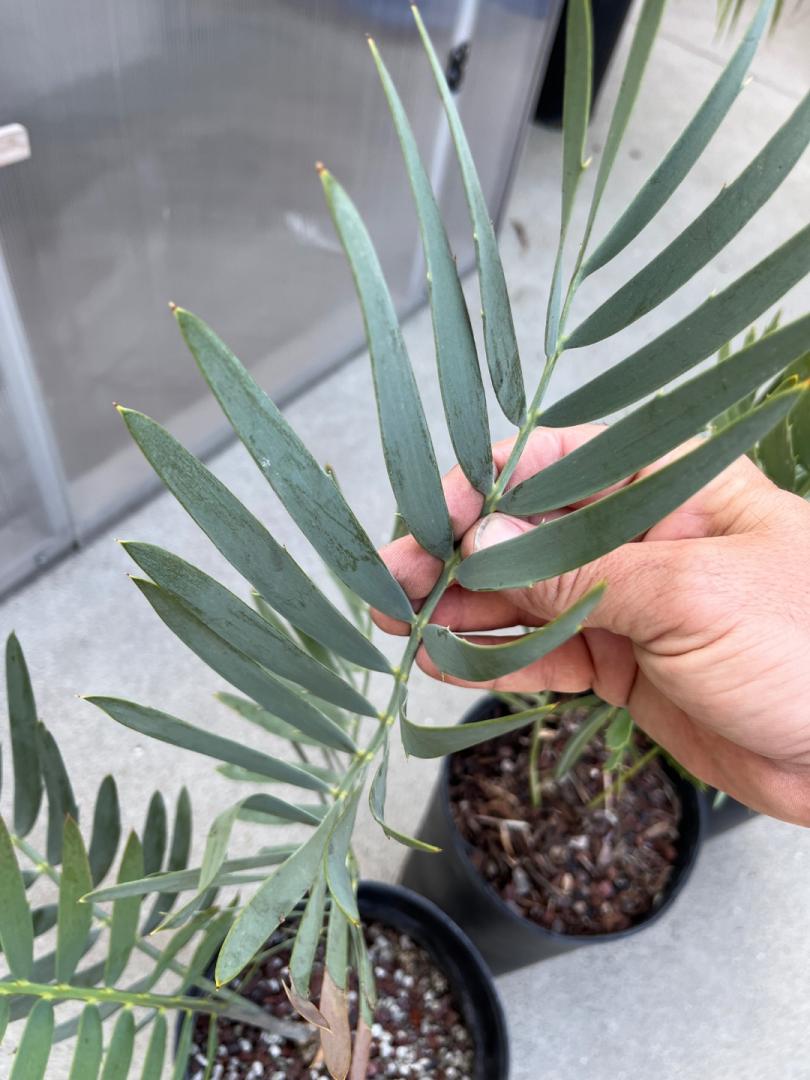Newly Aquired Cycads - Post Yours - TROPICAL LOOKING PLANTS - Other ...