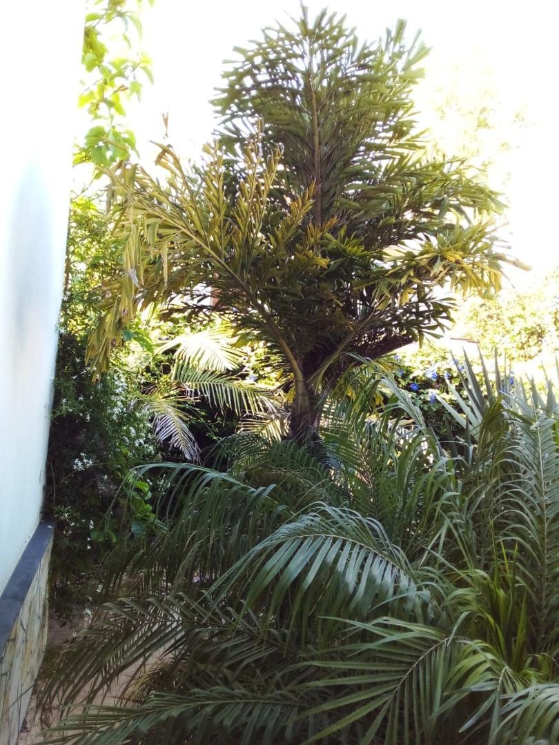 Ouch! - DISCUSSING PALM TREES WORLDWIDE - PalmTalk