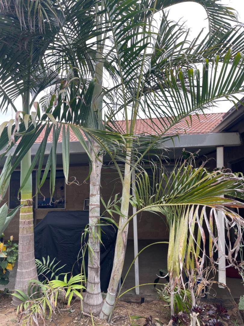 Dypsis hybrid splitting ? - DISCUSSING PALM TREES WORLDWIDE - PalmTalk