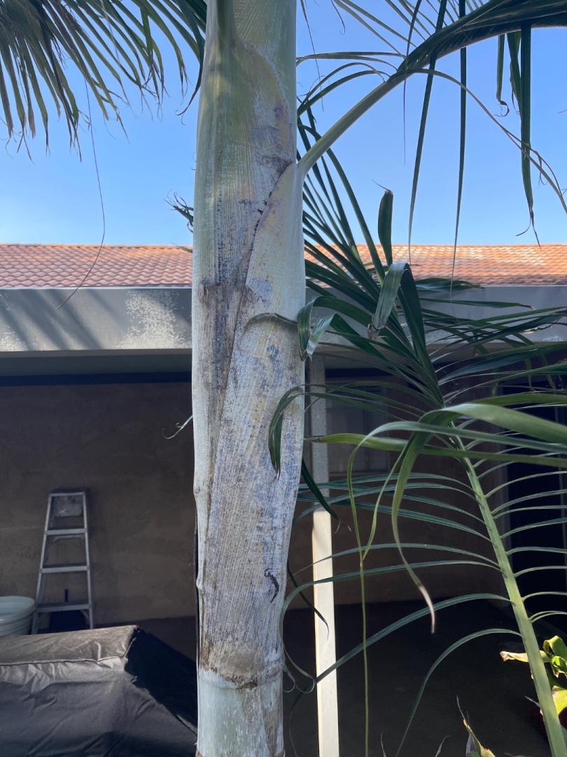 Dypsis hybrid splitting ? - DISCUSSING PALM TREES WORLDWIDE - PalmTalk