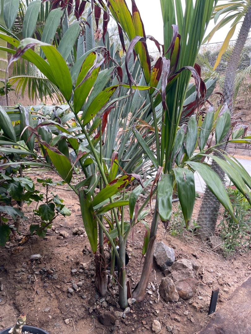 Dypsis hybrid splitting ? - DISCUSSING PALM TREES WORLDWIDE - PalmTalk