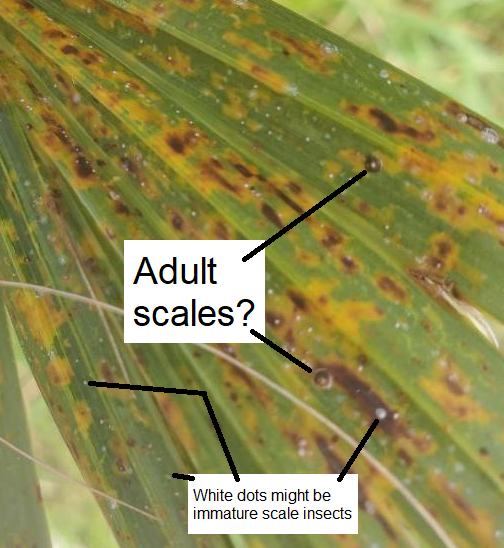 What's wrong with this Sabal etonia? - DISCUSSING PALM TREES WORLDWIDE ...