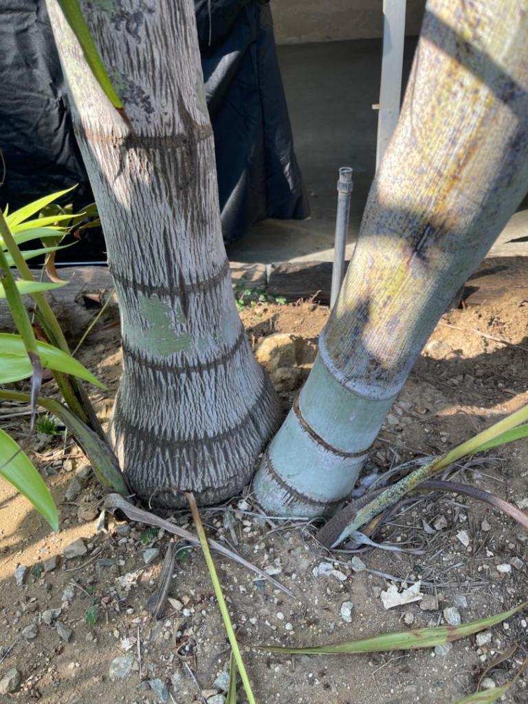 Dypsis hybrid splitting ? - DISCUSSING PALM TREES WORLDWIDE - PalmTalk