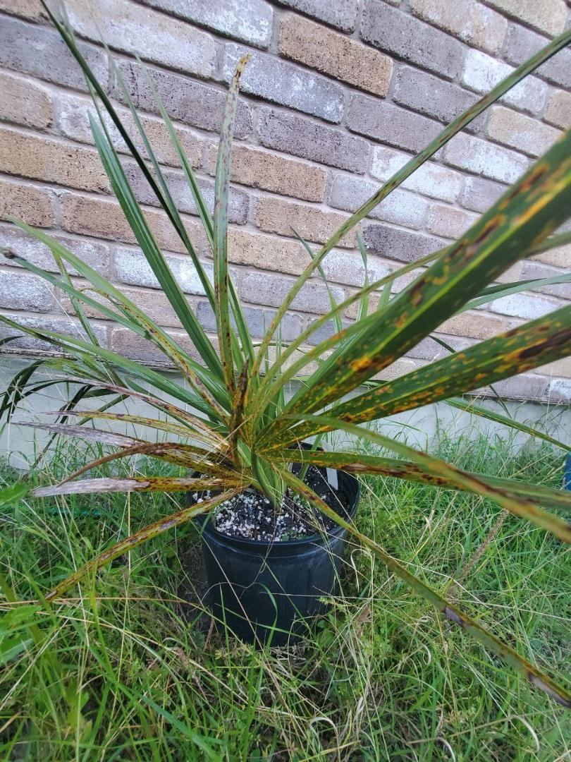 What's wrong with this Sabal etonia? - DISCUSSING PALM TREES WORLDWIDE ...