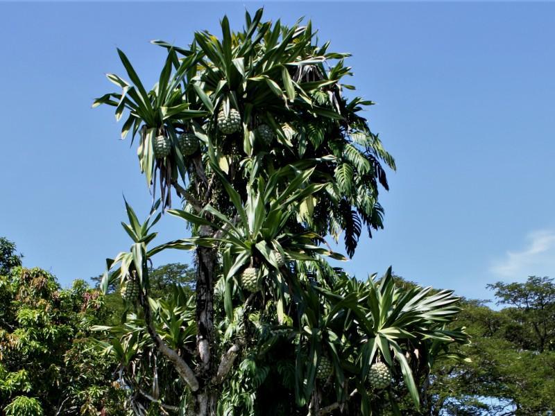 Show us your Pandanus ( not necessarily yours) - TROPICAL LOOKING ...