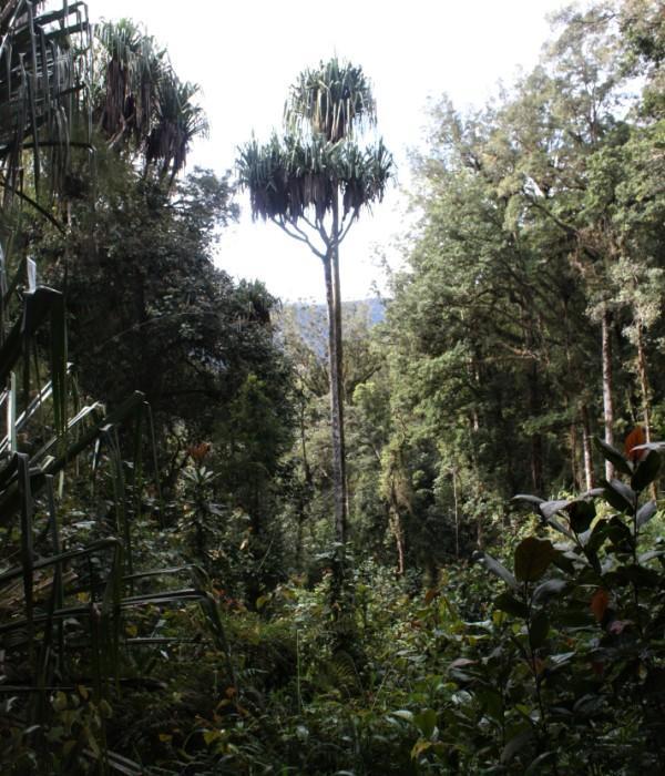 Show us your Pandanus ( not necessarily yours) - TROPICAL LOOKING ...