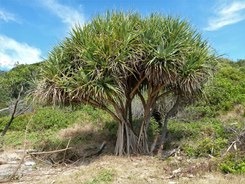 Show us your Pandanus ( not necessarily yours) - TROPICAL LOOKING ...