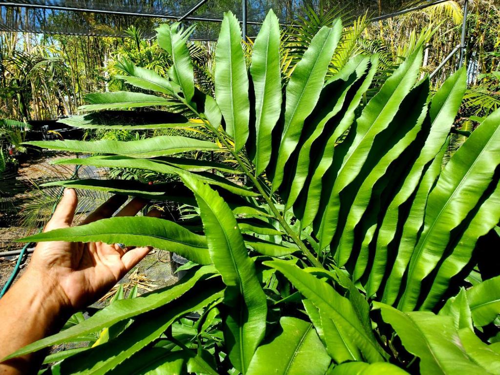 Stangeria eriopus Seeds for Sale - For Sale - PalmTalk