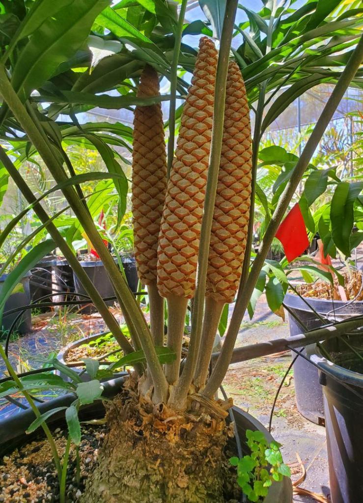 Stangeria eriopus Seeds for Sale - For Sale - PalmTalk