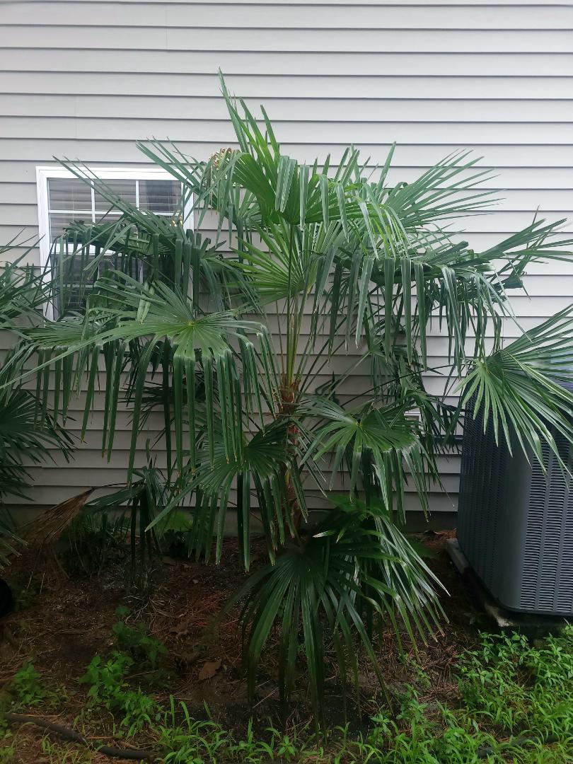 Can anyone ID this palm please - DISCUSSING PALM TREES WORLDWIDE - PalmTalk