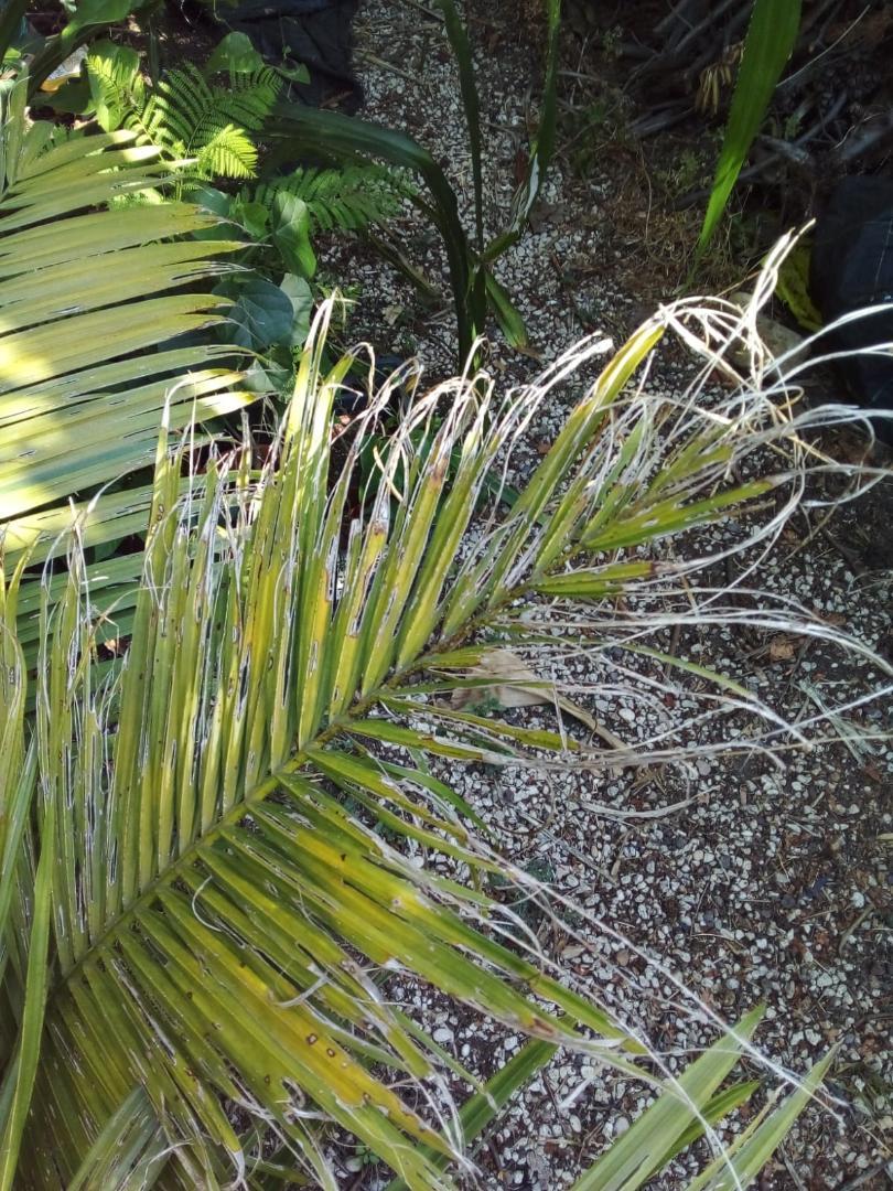 Ravenea rivularis problem - DISCUSSING PALM TREES WORLDWIDE - PalmTalk