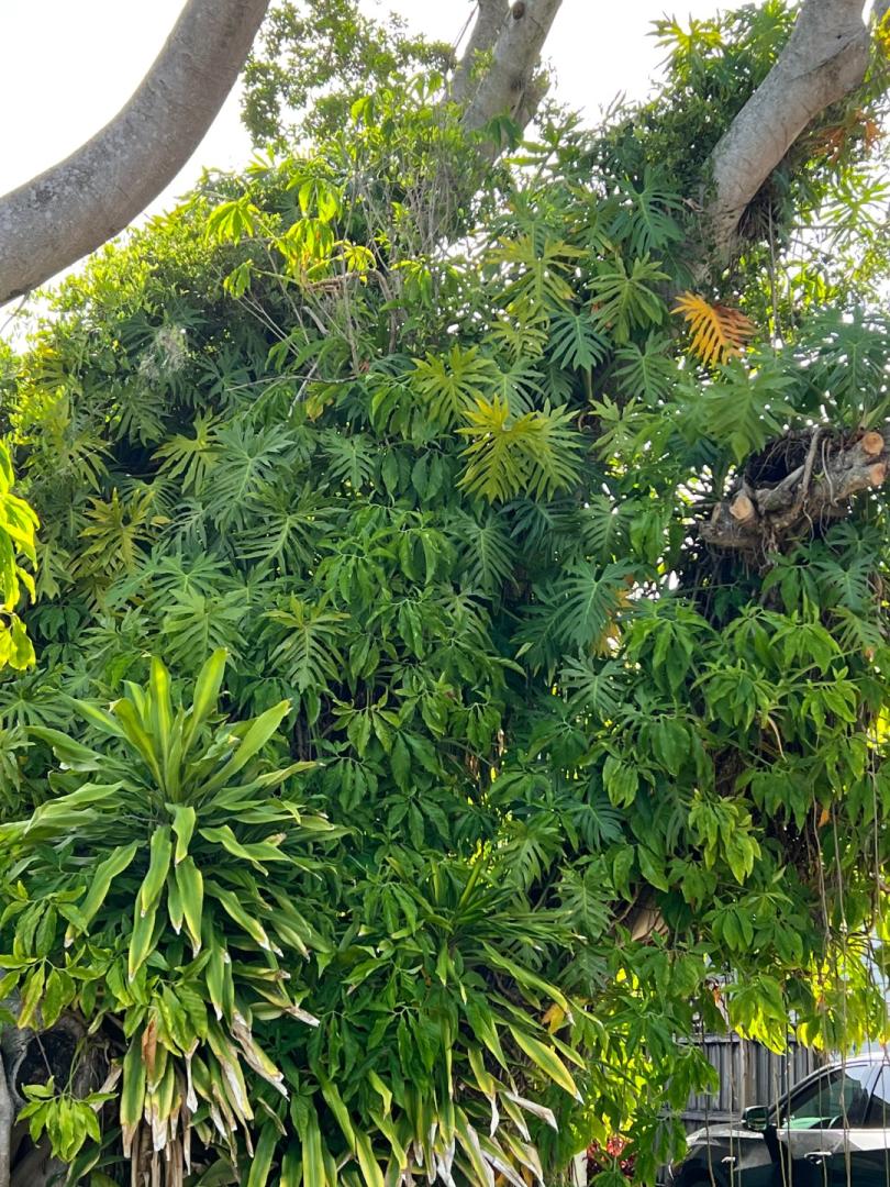 Wild stuff growing on local ficus - TROPICAL LOOKING PLANTS - Other ...
