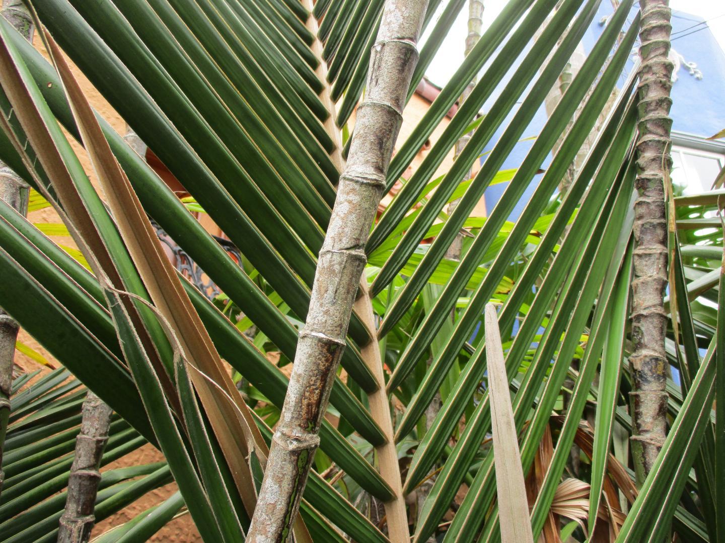 Calling all Ceroxylon experts identification required - DISCUSSING PALM ...