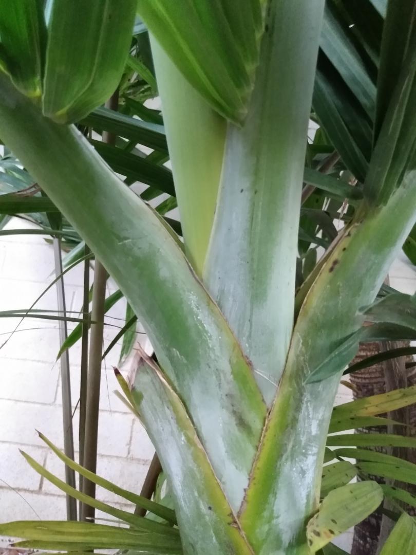 Gaussia princeps goes in. - DISCUSSING PALM TREES WORLDWIDE - PalmTalk