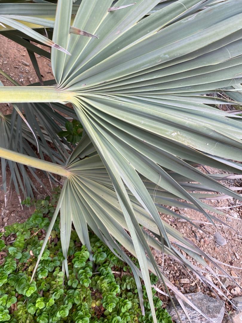 Hastulas - DISCUSSING PALM TREES WORLDWIDE - PalmTalk